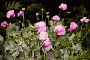Blaumohn (Papaver somniferum) ️ Wirkung, Anwendung & Anbau